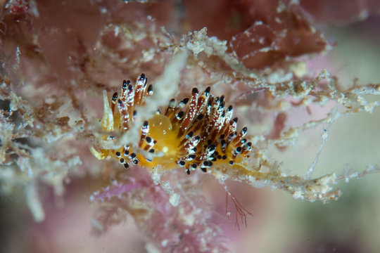 Ocellata bilder – Bläddra bland 419 stockfoton, vektorer och videor ...