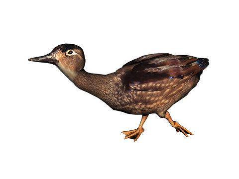 Quacken Bilder – Durchsuchen 97 Archivfotos, Vektorgrafiken und Videos ...