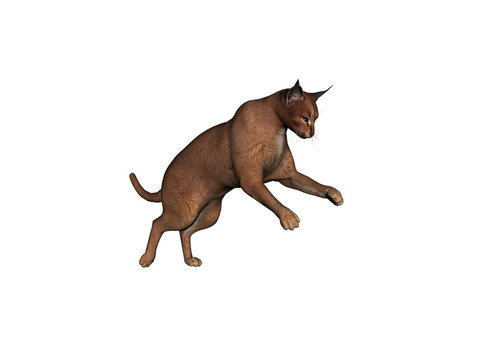 รูปภาพSchleichkatze – เลือกดูภาพถ่ายสต็อก เวกเตอร์ และวิดีโอ615 | Adobe ...