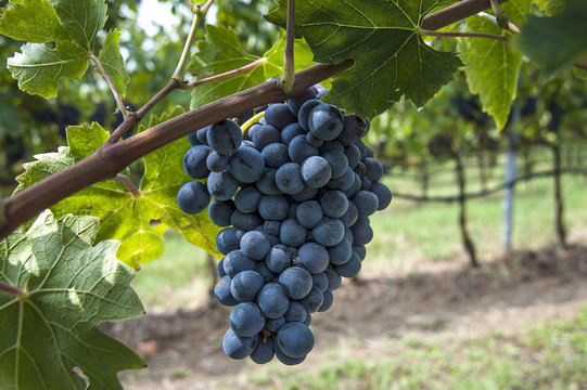 รูปภาพPampano – เลือกดูภาพถ่ายสต็อก เวกเตอร์ และวิดีโอ247 | Adobe Stock