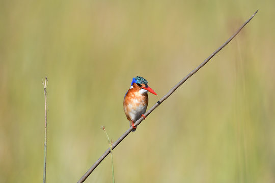 Chite Images – Browse 63 Stock Photos, Vectors, and Video | Adobe Stock