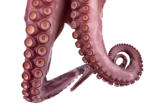 รูปภาพTentacle – เลือกดูภาพถ่ายสต็อก เวกเตอร์ และวิดีโอ110,780 | Adobe ...
