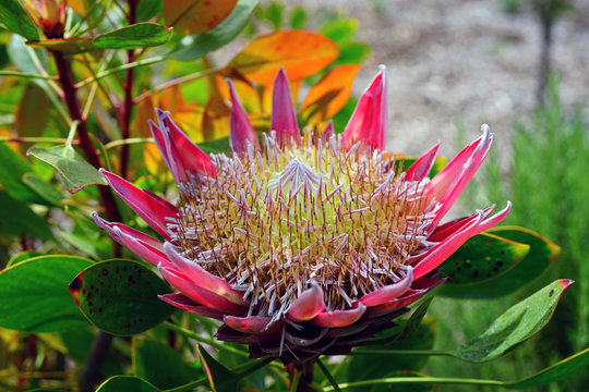 รูปภาพSuikerbos – เลือกดูภาพถ่ายสต็อก เวกเตอร์ และวิดีโอ139 | Adobe Stock