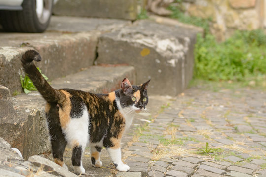 Ziere Images – Browse 49 Stock Photos, Vectors, and Video | Adobe Stock