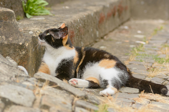 Ziere Images – Browse 49 Stock Photos, Vectors, and Video | Adobe Stock