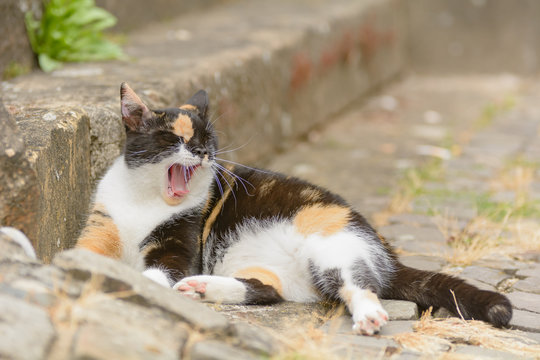 Ziere Images – Browse 50 Stock Photos, Vectors, and Video | Adobe Stock