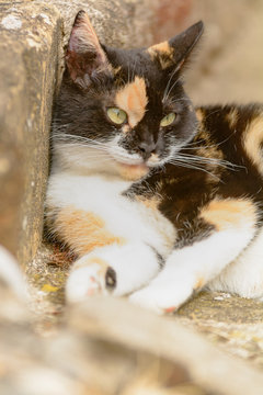 Ziere Images – Browse 49 Stock Photos, Vectors, and Video | Adobe Stock