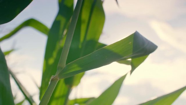 "Corn Stalk" Images – Browse 6,290 Stock Photos, Vectors, and Video ...