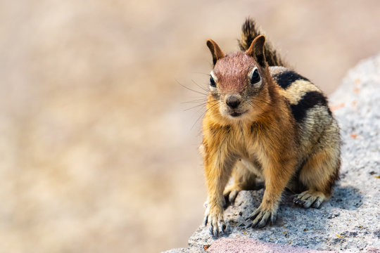 Imágenes de "Timber Tiger": descubre bancos de fotos, ilustraciones ...