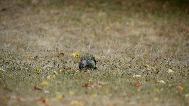 รูปภาพErdspecht – เลือกดูภาพถ่ายสต็อก เวกเตอร์ และวิดีโอ187 | Adobe Stock