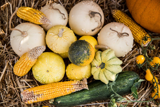 "Balu Images – Browse 1,515 Stock Photos, Vectors, and Video | Adobe Stock