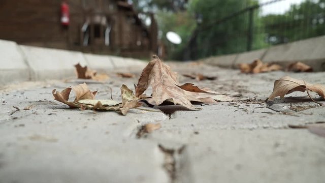 "Flying Leaf" Images – Browse 190 Stock Photos, Vectors, and Video ...