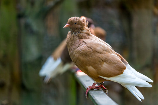 Zuchttauben Bilder – Durchsuchen 293 Archivfotos, Vektorgrafiken und ...