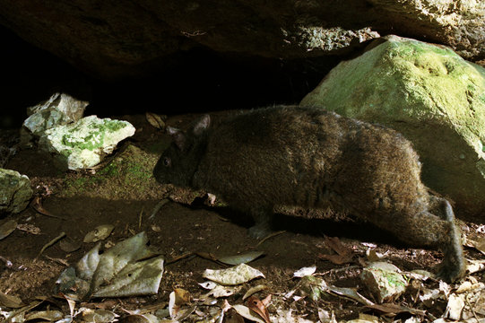 Ryukyu-Kaninchen-Bilder: Stock-Fotos & -Videos. | Adobe Stock