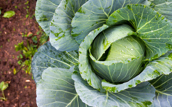 Couve Bilder – Durchsuchen 11,146 Archivfotos, Vektorgrafiken und ...