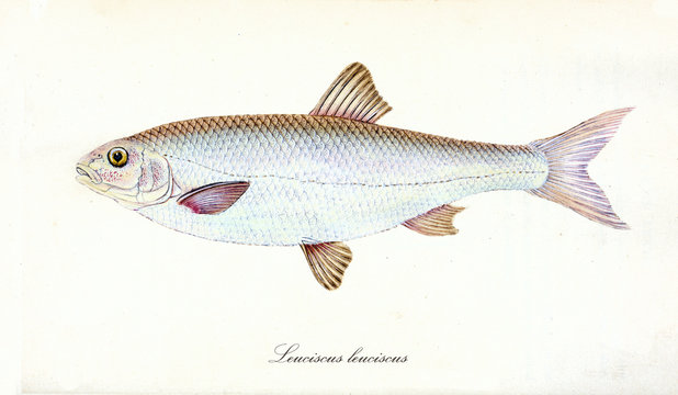 Leuciscus Images – Browse 259 Stock Photos, Vectors, and Video | Adobe ...