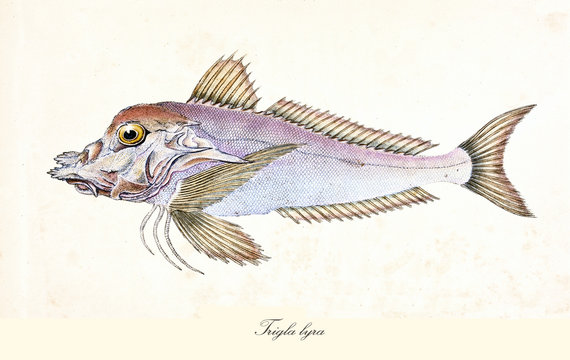 Imágenes de Trigla: descubre bancos de fotos, ilustraciones, vectores y ...