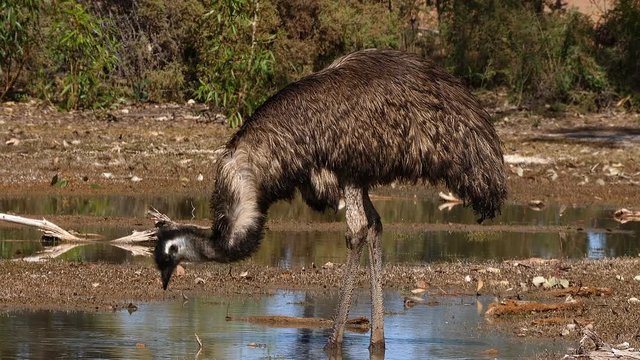 Emu Images – Browse 49,821 Stock Photos, Vectors, and Video | Adobe Stock