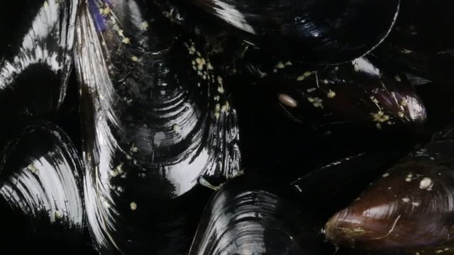 Mitilo 影像 – 瀏覽 408 個素材庫相片、向量圖和影片 | Adobe Stock