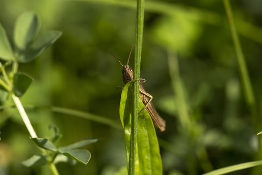 Blattoptera Bilder – Durchsuchen 111 Archivfotos, Vektorgrafiken und ...