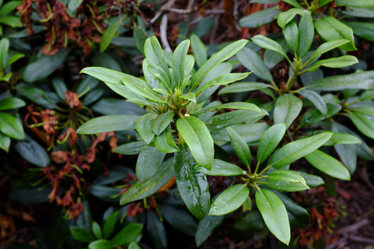 รูปภาพHyperion – เลือกดูภาพถ่ายสต็อก เวกเตอร์ และวิดีโอ183 | Adobe Stock