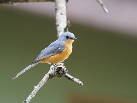 Silverbird Images – Browse 27 Stock Photos, Vectors, and Video | Adobe ...