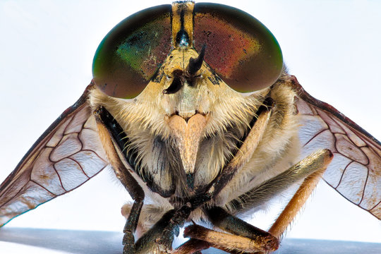 「Bot-Fly」の画像 - 558 件の Stock 写真、ベクターおよびビデオ | Adobe Stock