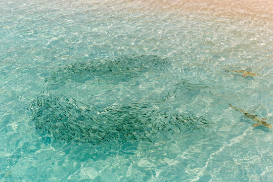 Cardume Bilder – Durchsuchen 295 Archivfotos, Vektorgrafiken und Videos ...