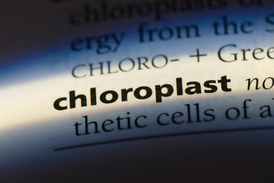 รูปภาพChloroplast – เลือกดูภาพถ่ายสต็อก เวกเตอร์ และวิดีโอ5,337 | Adobe ...