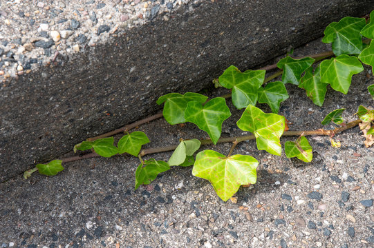 Efeuranken Bilder – Durchsuchen 3,911 Archivfotos, Vektorgrafiken und ...