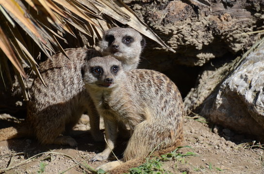 Suricati Images – Browse 79 Stock Photos, Vectors, and Video | Adobe Stock