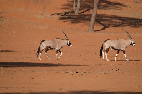 「Orex」の写真素材 | 23件の無料イラスト画像 | Adobe Stock