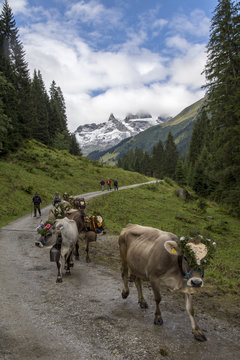 Hühe Bilder – Durchsuchen 11 Archivfotos, Vektorgrafiken und Videos ...