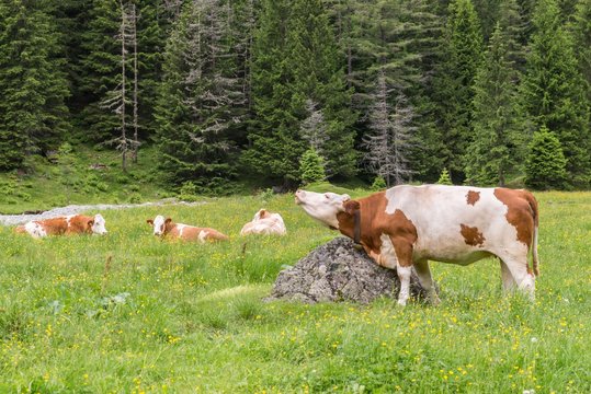Wiederkauen bilder – Bläddra bland 98 stockfoton, vektorer och videor ...