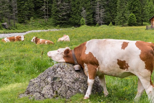 Wiederkauen bilder – Bläddra bland 98 stockfoton, vektorer och videor ...