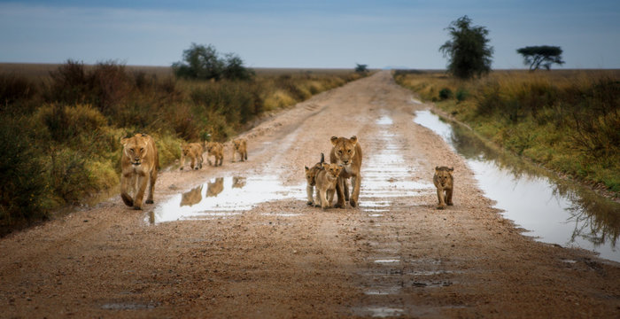 「Lionees」の画像 - 552 件の Stock 写真、ベクターおよびビデオ | Adobe Stock