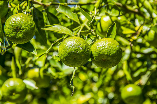 Pokan Images – Browse 31 Stock Photos, Vectors, and Video | Adobe Stock