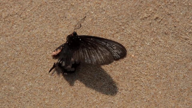"Dead Butterfly" Images – Browse 69 Stock Photos, Vectors, and Video ...