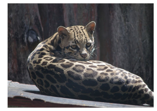 รูปภาพOcelote – เลือกดูภาพถ่ายสต็อก เวกเตอร์ และวิดีโอ113 | Adobe Stock