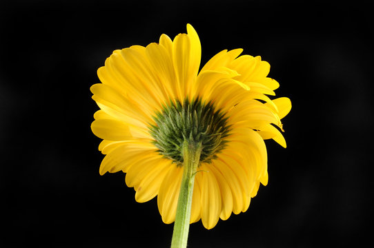 Floar Bilder – Durchsuchen 204 Archivfotos, Vektorgrafiken und Videos ...