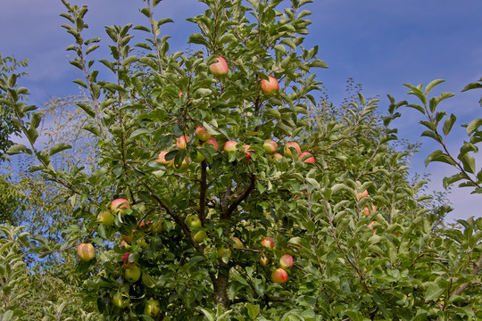 รูปภาพTafelapfel – เลือกดูภาพถ่ายสต็อก เวกเตอร์ และวิดีโอ203 | Adobe Stock