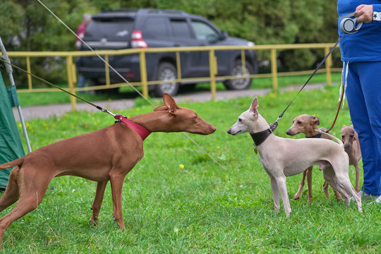 Kelb Bilder – Durchsuchen 26 Archivfotos, Vektorgrafiken und Videos ...