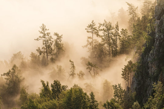 Myst Up Trees