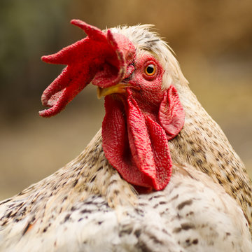 รูปภาพRooster – เลือกดูภาพถ่ายสต็อก เวกเตอร์ และวิดีโอ220,892 | Adobe Stock