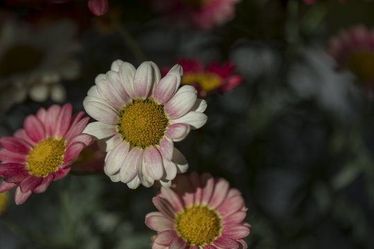 Jerbera Images – Browse 44 Stock Photos, Vectors, and Video | Adobe Stock