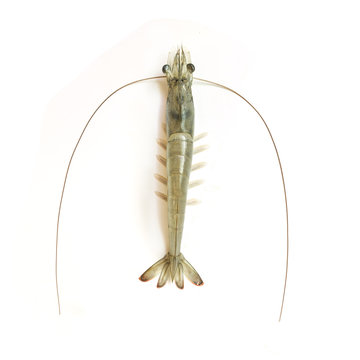 รูปภาพFenneropenaeus – เลือกดูภาพถ่ายสต็อก เวกเตอร์ และวิดีโอ126 ...