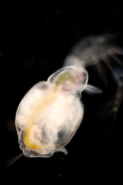 Moina Images – Browse 121 Stock Photos, Vectors, and Video | Adobe Stock