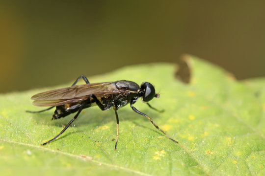 Gadfly Bilder – Durchsuchen 31,310 Archivfotos, Vektorgrafiken und ...