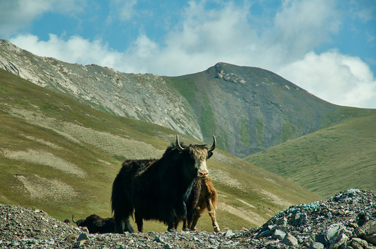 รูปภาพYaks – เลือกดูภาพถ่ายสต็อก เวกเตอร์ และวิดีโอ48,695 | Adobe Stock