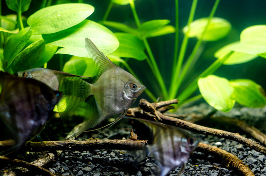 Schleierfisch Bilder – Durchsuchen 675 Archivfotos, Vektorgrafiken und ...